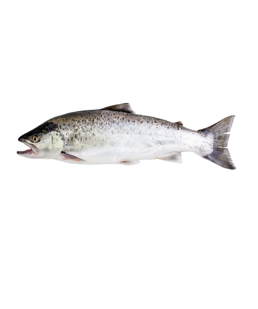 Trout Fish - Marinated & Curry Cut | Meat Shop Lahore - Fresh and Halal ...